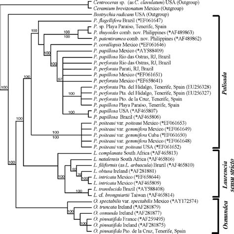 bayesian analysis of rbcl sequence fifty percent majority rule