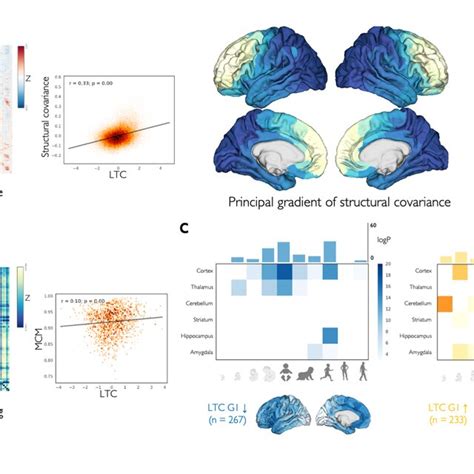 Maturational And Transcriptomic Links To Laminar Thickness Covariance Download Scientific