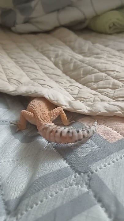 이불땅굴속으로~사라지는 레오~♡ 귀여운 레오파드게코 레오주니어~♡ Youtube