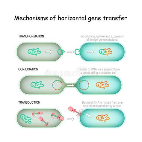 Bacterial Gene Transfer Stock Illustrations 21 Bacterial Gene