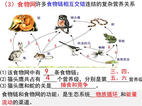 3 1生态系统的结构 课件 共43张ppt 2022 2023学年高二上学期生物人教版选择性必修2 21世纪教育网