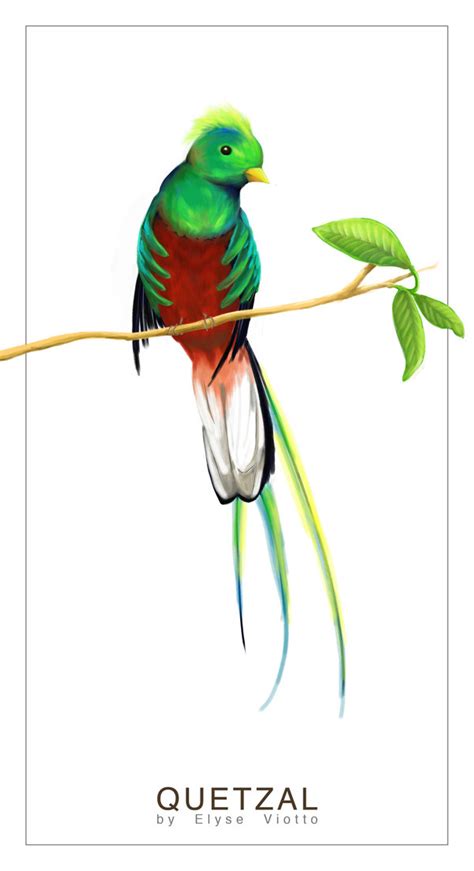 Quetzal Bird Drawing Free Download On Clipartmag