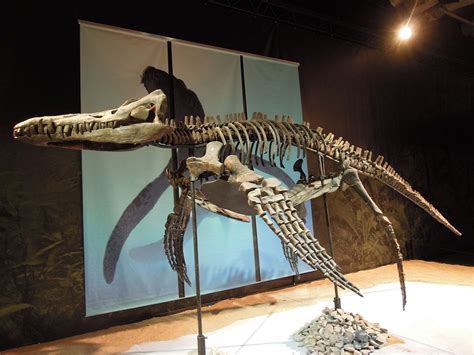 Liopleurodon Fossil
