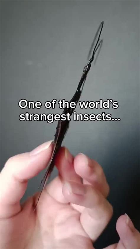 One Of The Most Unique And Odd Looking Insects In The World Album On Imgur