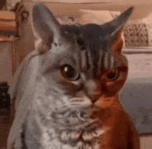 Angry Cat Blank Template Imgflip