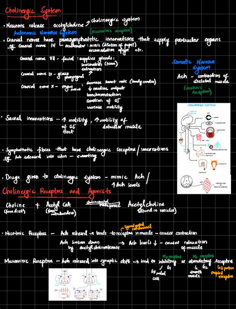 Autonomic Nervous System Cholinergic Agonist And Muscarinic Antagonist Esteem Neurons Release