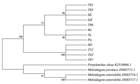 maximum likelihood tree constructed with coi mtdna sequences of