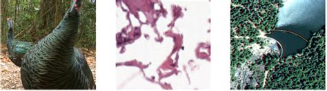 Why Improving Ai Reliability Metrics May Not Lead To Reliability Center For Security And