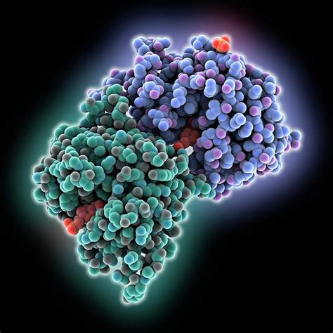 Enzyme Molecule Structure