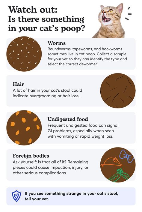 How Can I Keep Ticks Off My Cat