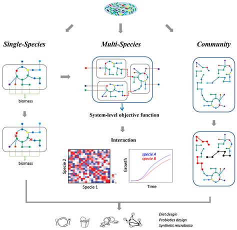 Metabolic Modeling Of The Gut Microbiome A Single Species Gem Is Download Scientific Diagram