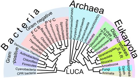 Systematik Der Lebewesen — Dahmstierleben
