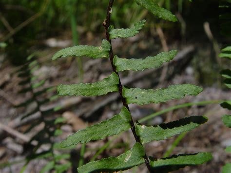 Asplenium Platyneuron Ebony Spleenwort Go Botany