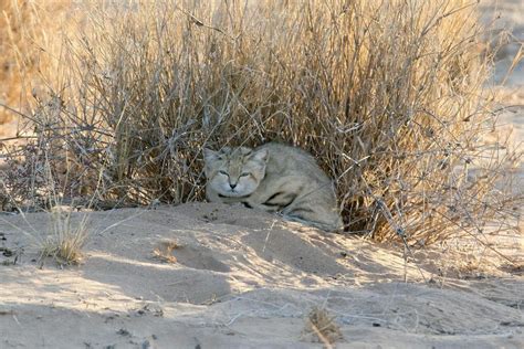 New Sand Cat Science Revealed Panthera