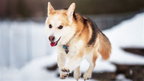 Full Grown Husky Corgi Mix