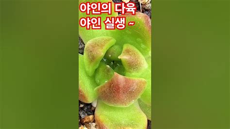행복 가득한 금요일 되세요 ~ 임영웅 파종이 실생 다육 다유기 다육이 다육식물 반려식물 다육판매 다육이판매 다육이키우기 다육인스타그램 매혹이 청주