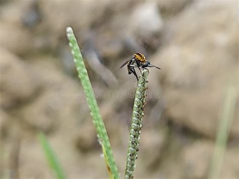 Hunchback Bee Fly Perching On The Tips Of The Weed Grass Stock Image