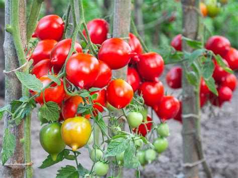Посадіть помідори після цієї культури й буде щедрий урожай Названі найкращі попередники томатів