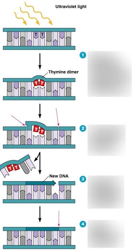 Diagram Of Mutation Repair Diagram Quizlet