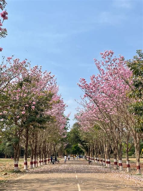 Spring Season In Bangalore India Spring Season Seasons Spring