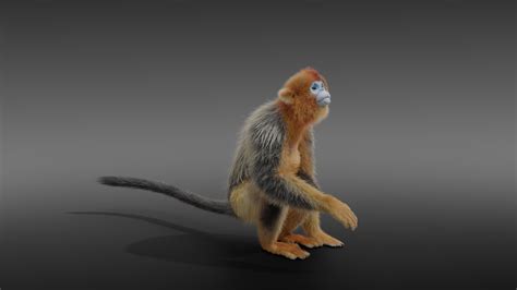 3d Rhinopithecus Roxellana Animation Turbosquid 1665206