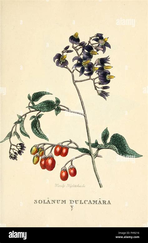 Elements Of The Science Of Botany Classification Mertz Library The New York Botanical Garden