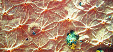 Barnacles Classification Features And Species