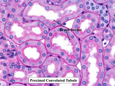 Ppt Histology Laboratories Molecules To Systems 2003 Compiled By