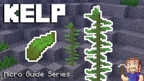 Where To Find Kelp In Minecraft At Stephanie Felder Blog