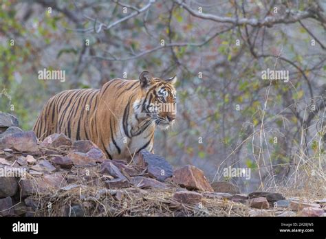 Royal Bengal Tiger Or Panthera Tigris Tigris Ar Ranthambore National