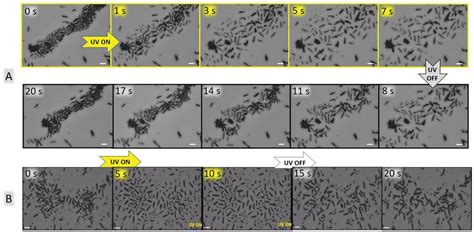 Light‐powered Self‐adaptive Mesostructured Microrobots For Simultaneous