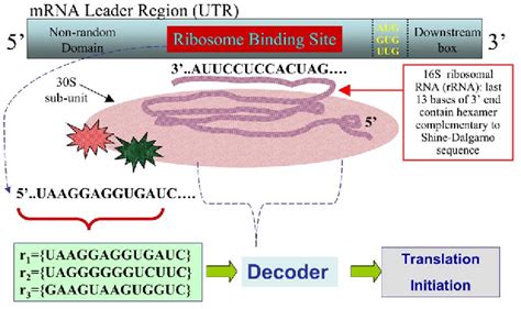 Figure 1 From The Emergence Of Biological Coding Theory As A