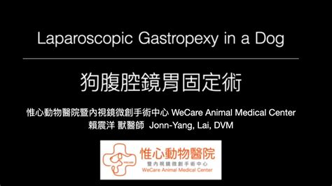 狗腹腔鏡胃固定術 Total Laparoscopic Gastropexy In A Dog With V Lok Youtube