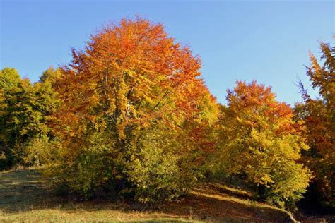 Nature Temperate Broadleaf And Mixed Forest Ecosystem Tree Picture