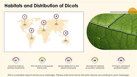 Exploring Dicotyledonous Plants Characteristics And Types Ppt Sample St