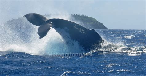 Vavau Whale Watching Licensing Lacks Transparency Matangi Tonga