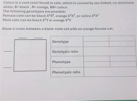 Calico Is A Coat Color Found In Cats Which Studyx