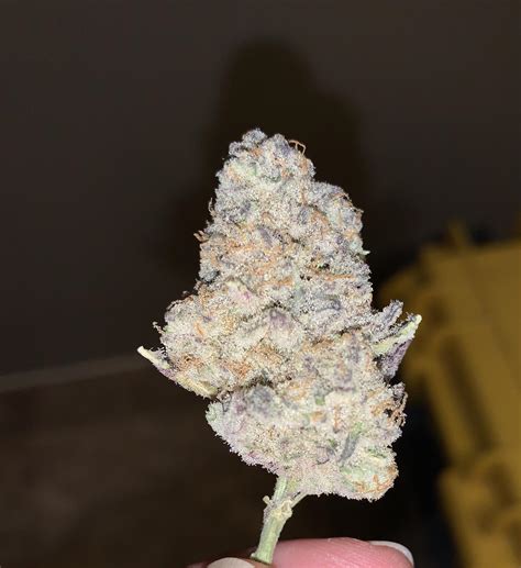 Mac Grassroots Riltrees