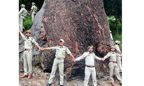 Worlds Largest Cedar Tree Found In Doda Officials Daily Excelsior