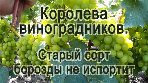 Королева Виноградников. Старый сорт Виноградника не испортит - YouTube
