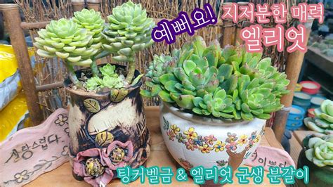 아는 맛 다육이 엘리엇군생과 팅커벨금 지저분하게 예뻐지는 엘리엇은 너무사랑스러워요~프리티다육의 팅커벨금은 번듯하니예뻐요엘리엇 And 팅커벨금 프리티다육 0109500