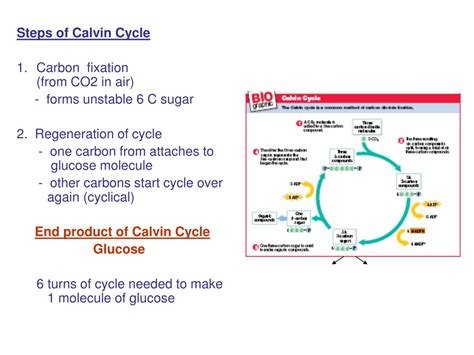 Ppt Photosynthesis Powerpoint Presentation Free Download Id 8727300