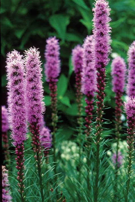 How To Divide Liatris Artofit