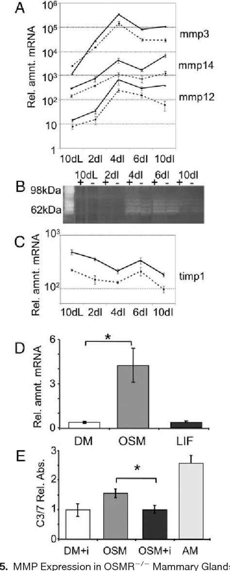 Figure 5 From A Dual Role For Oncostatin M Signaling In The