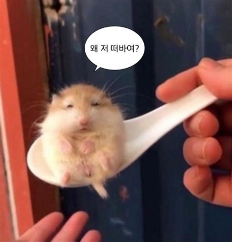 햄스터말풍선짤 햄스터밈 햄스터사진모음 말풍선짤모음 귀여운짤 카톡짤모음 네이버 블로그