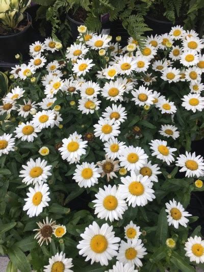 The Happy Flowers Tumbex