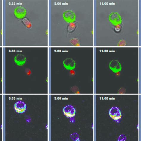 Time Lapse Video Microscopy Of Mtoc Dynamics In Live B Cells And Th