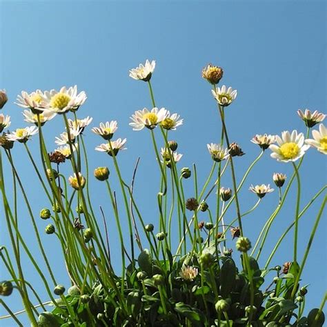Bellium Minutum Miniature Daisy Plant Lust