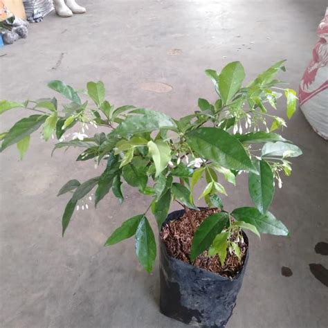 Gambar Bunga Anting Putri 54 Koleksi Gambar