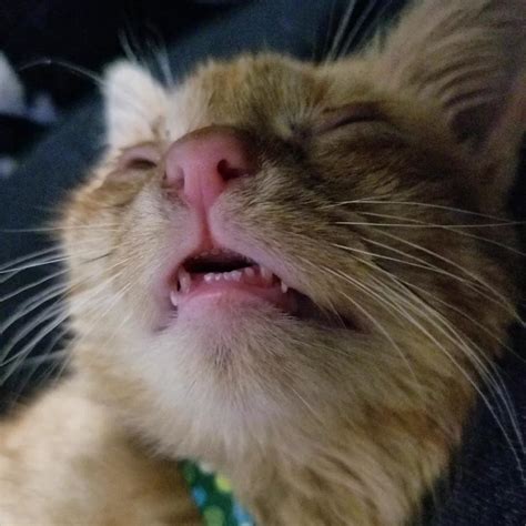 Itty Bitty Kitty Teefies Rteefies